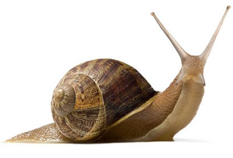 Optimization & Vectorization 2015